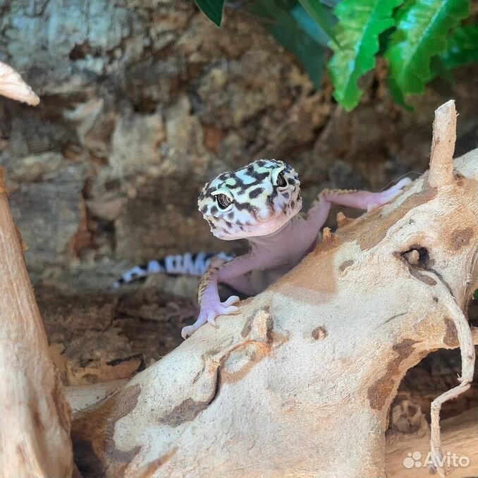 Иранский эублефар (Eublepharis angramainyu)