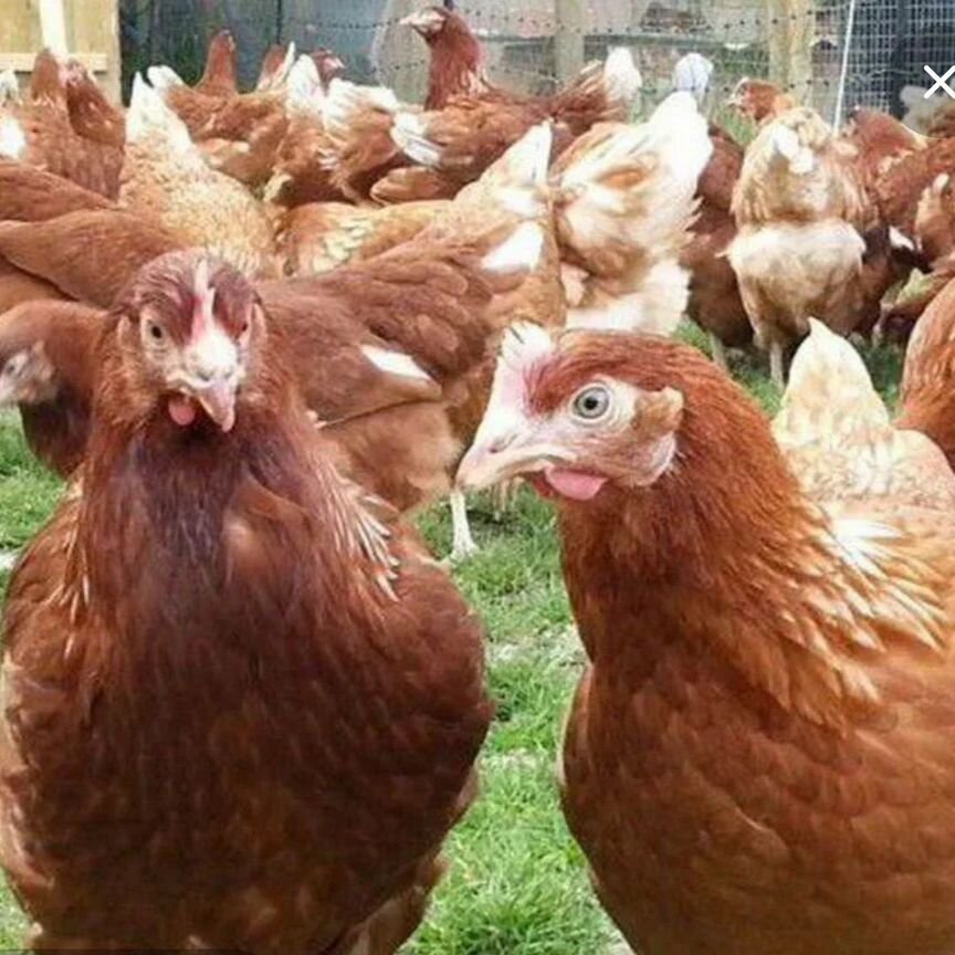 Куры несушки оптом