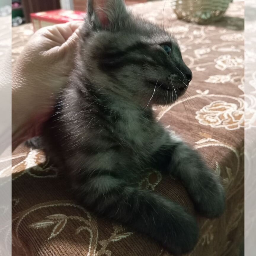 Котята в добрые руки мальчики