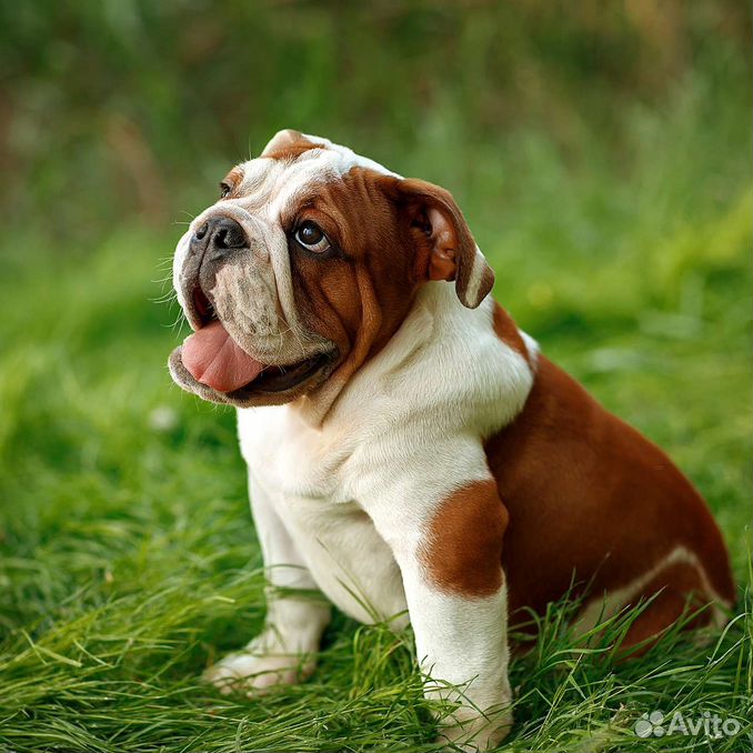 Добрыня Английский бульдог