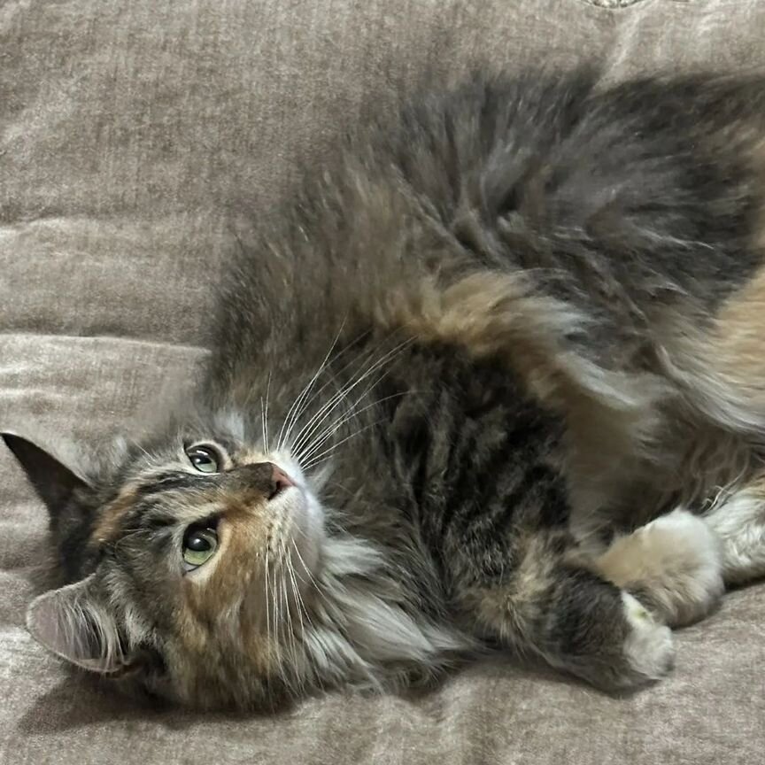 Взрослая, кошка в добрые руки