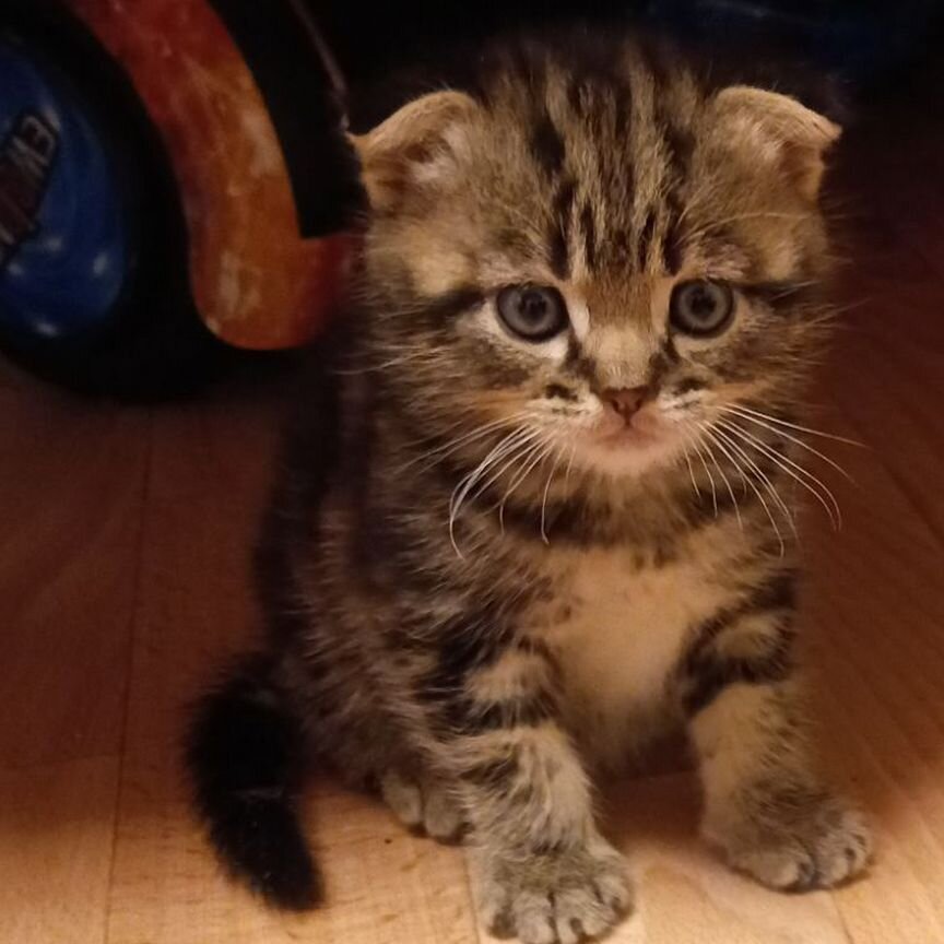 Шотландский вислоухий короткошёрстный котёнок