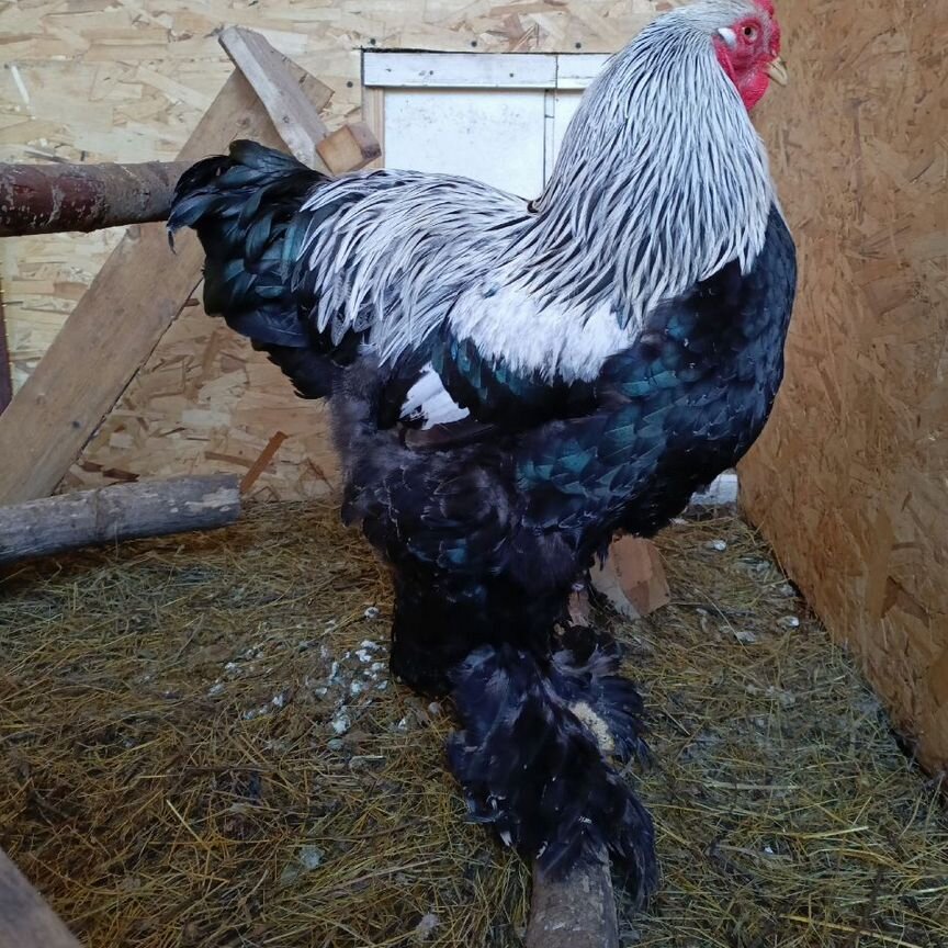 Петух Брама