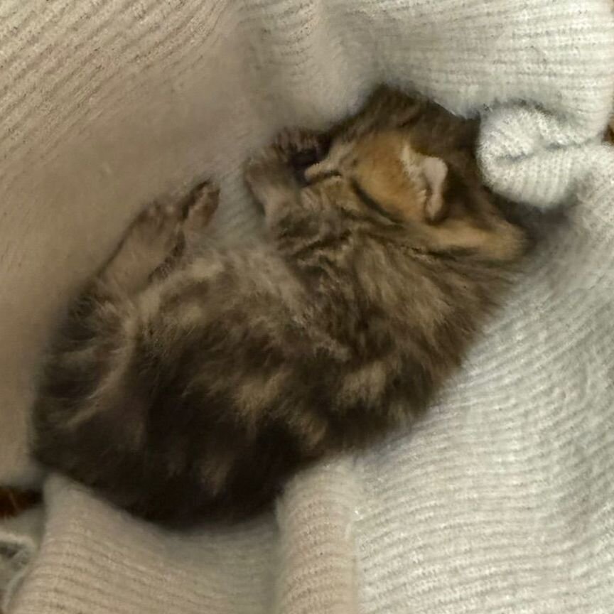 Котёнок в добрые руки