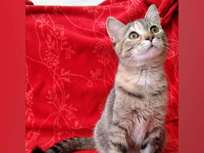 Девочка, 5 месяцев, в добрые руки