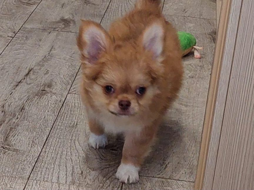 Щенки чихуахуа док-ты РКФ