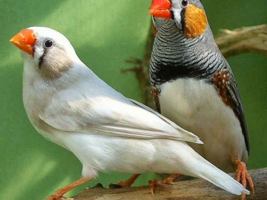 Птенцы зебровой амадины