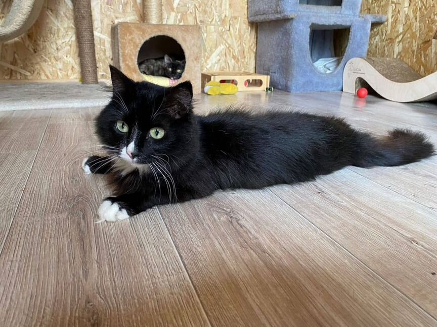 Красавица Асти очень хочет домой