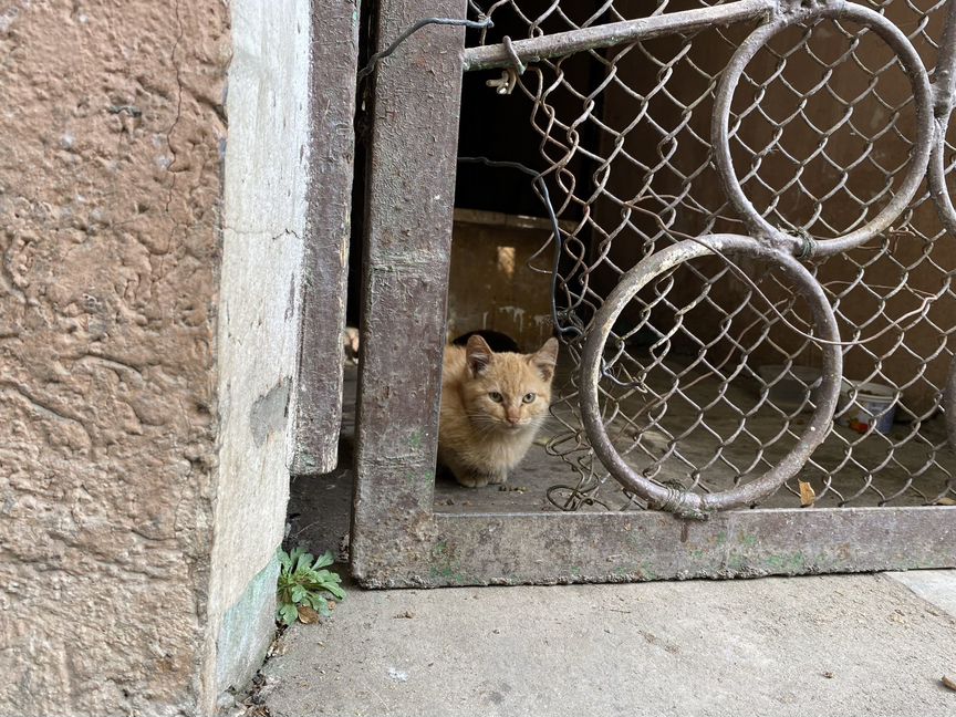 Котёнок ищет хозяина