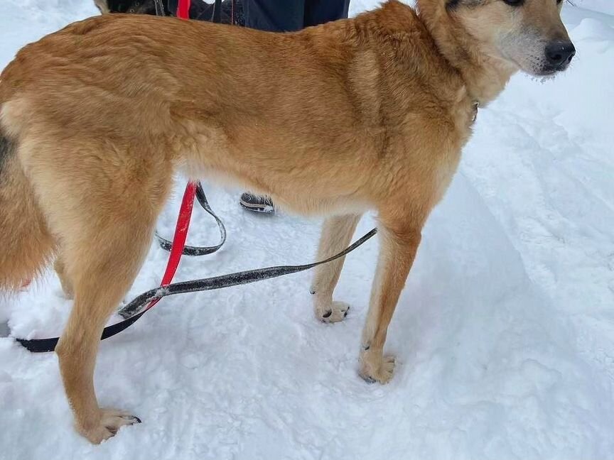 Старой собаке плохо в приюте