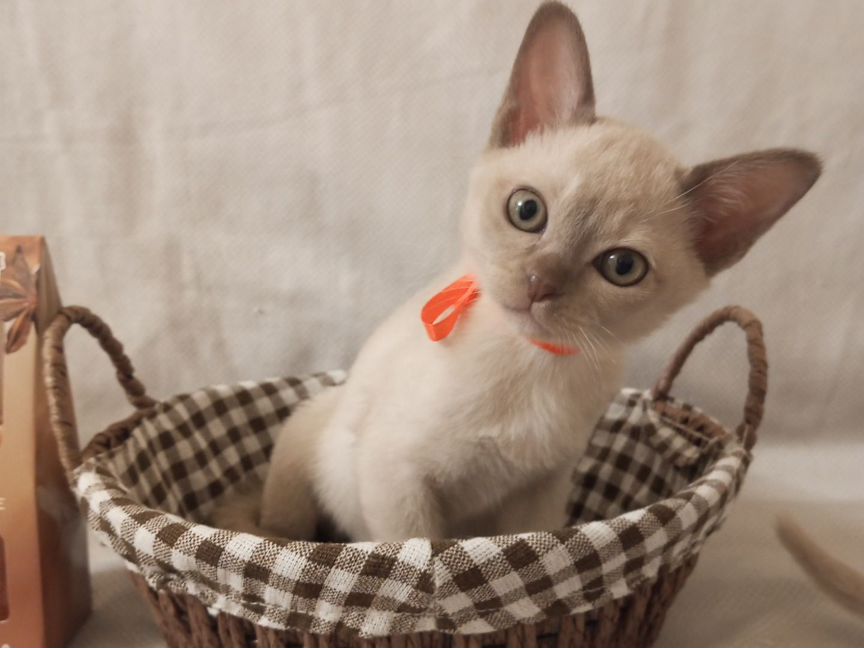 Бурманские котята
