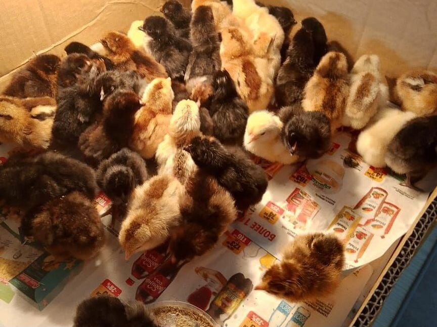 Цыплята несушки