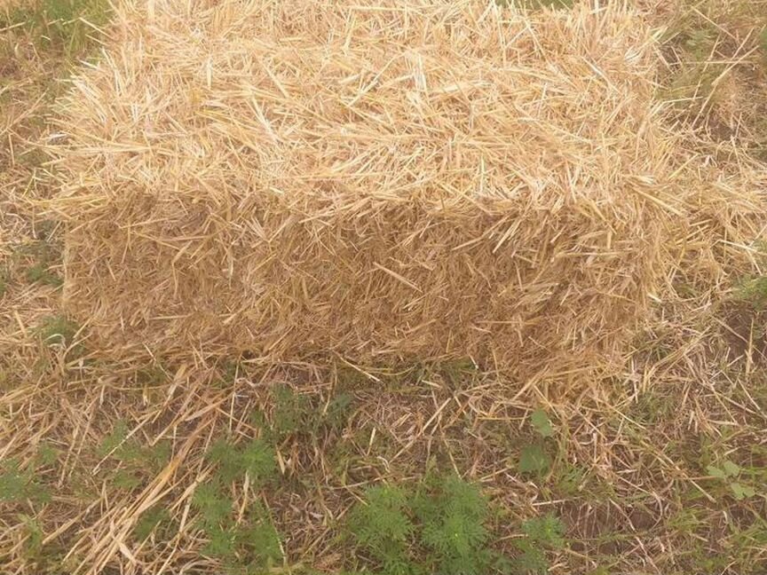 Солома ячмённая