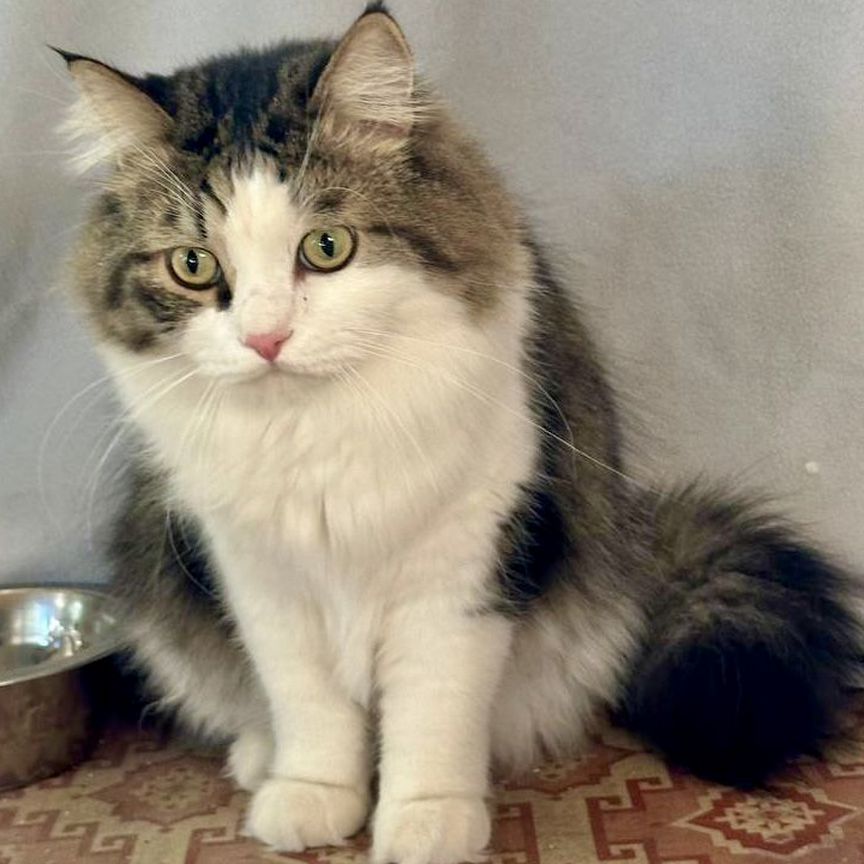 Сибирский кот, взрослый