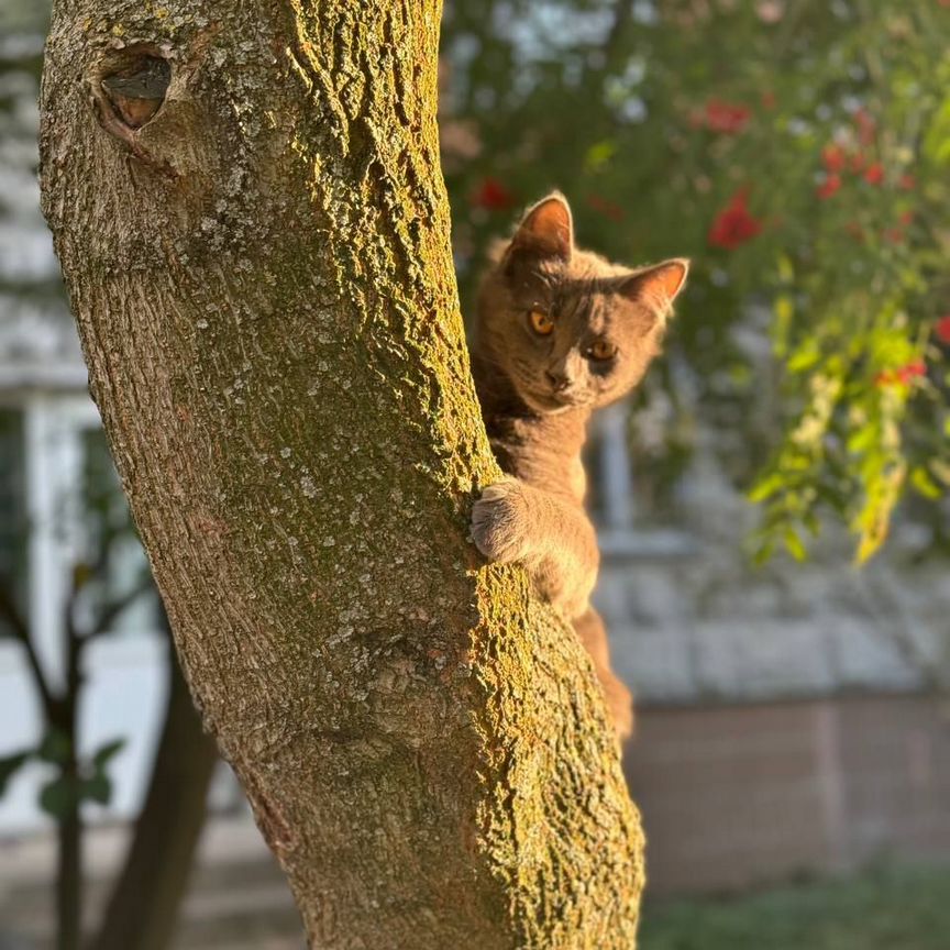 Котята ищут дом