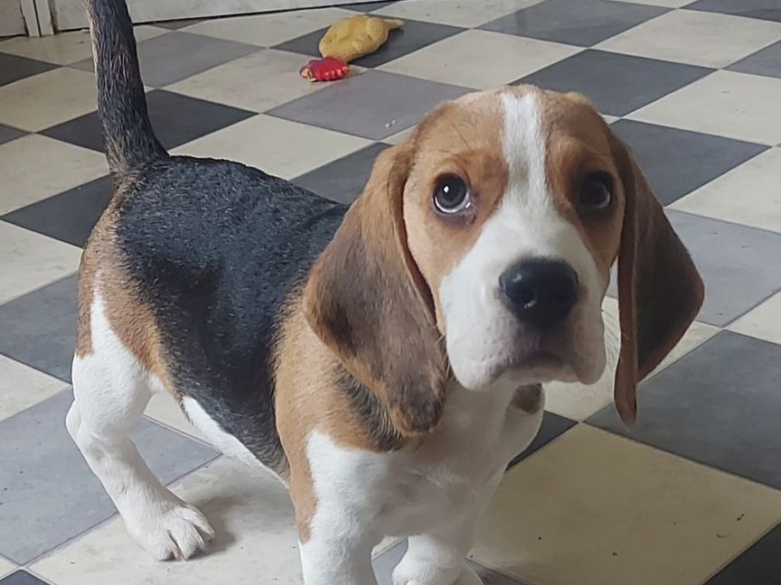 Щенки бигль