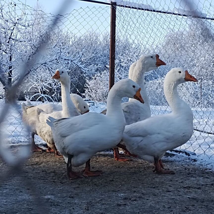 Гуси на племя