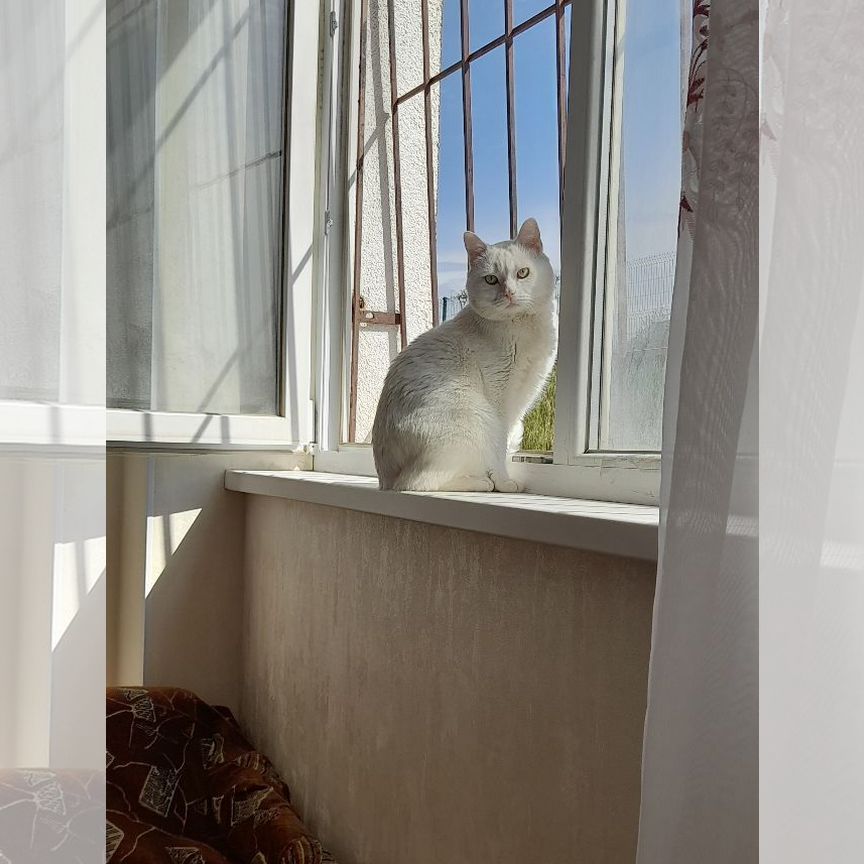 Вязка кошек