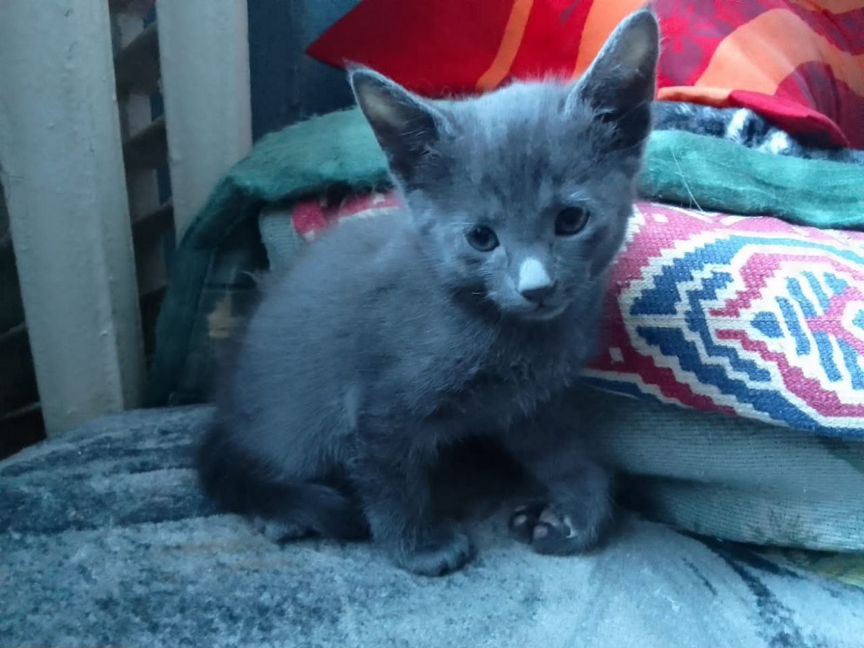 Котята в добрые руки приучены к лотку