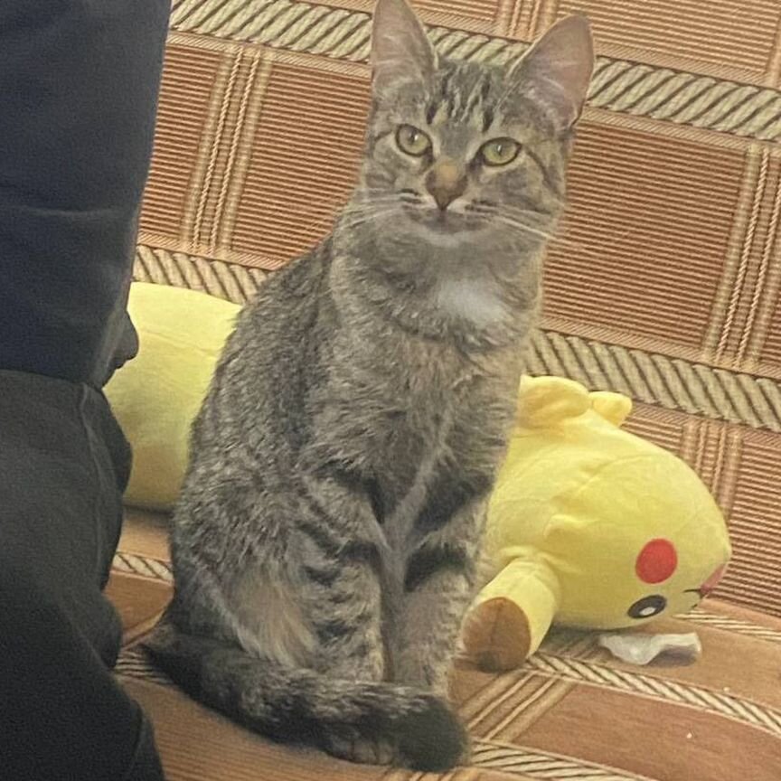 Отдам кошку в хорошие руки