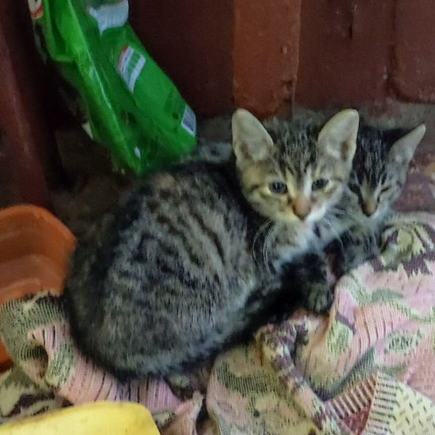 Котята ищут дом
