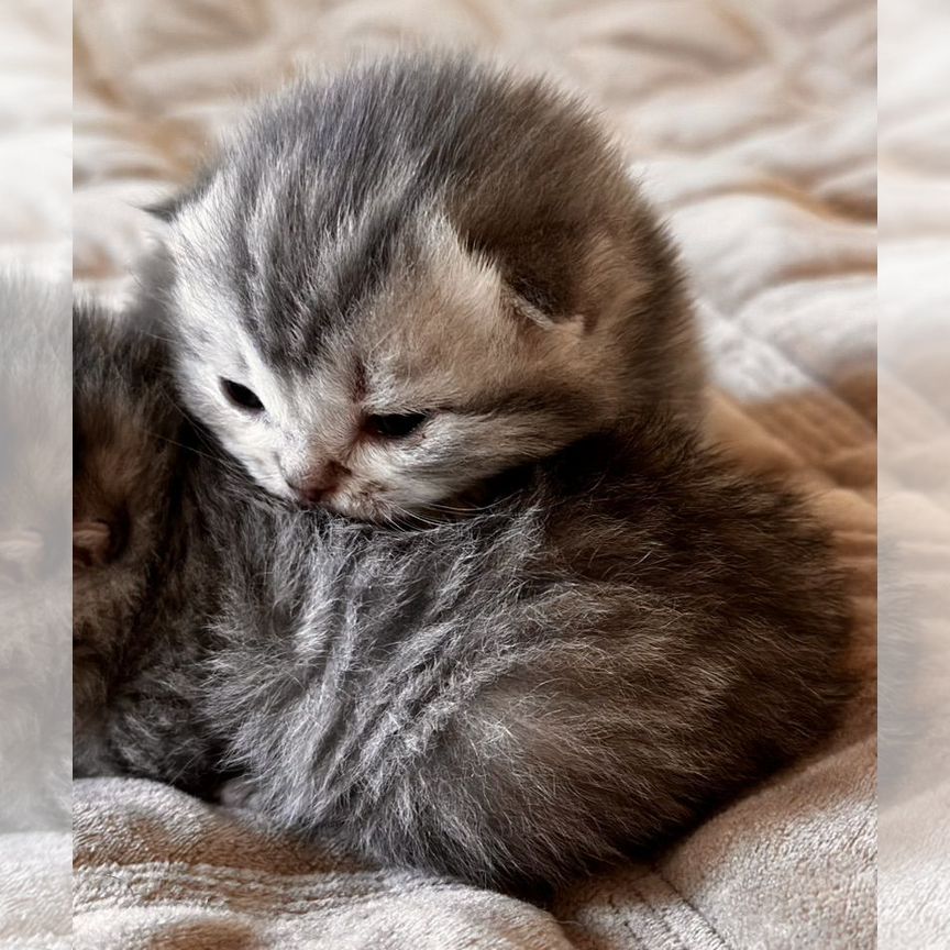 Шотландский прямоухий короткошёрстный котёнок