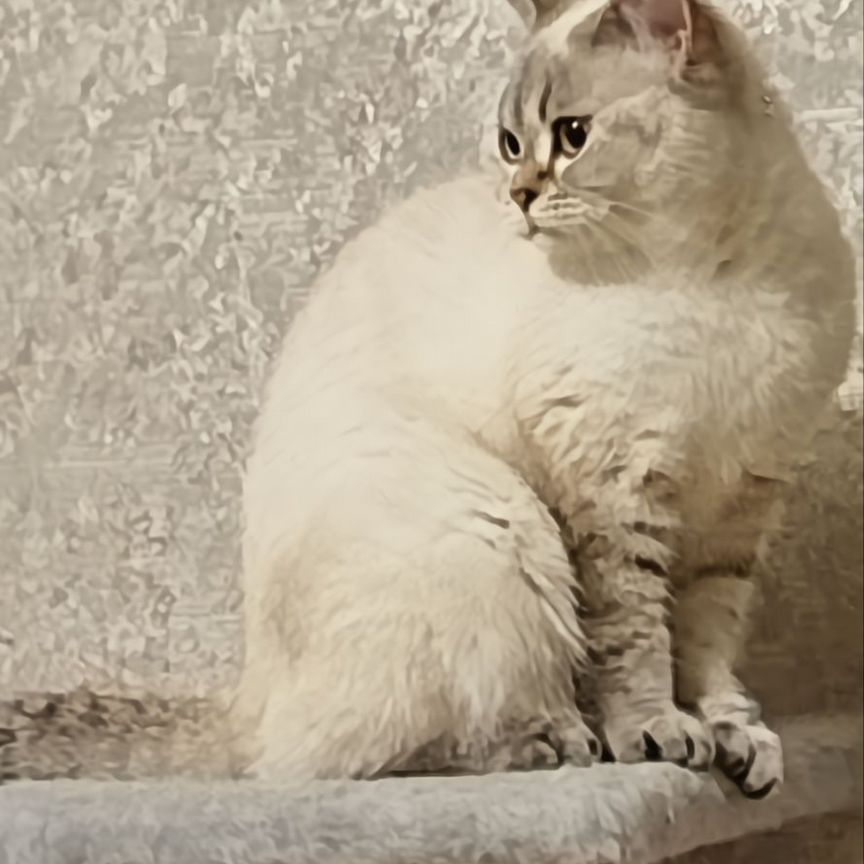 Шотландская прямоухая короткошёрстная кошка, взрослая