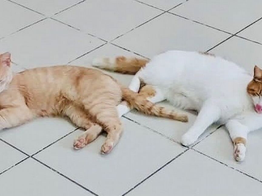Кот