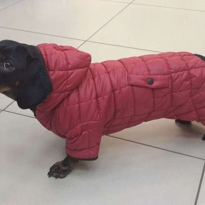 Одежда для собак