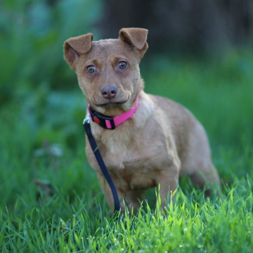 Щенок в добрые руки бесплатно маленькая порода