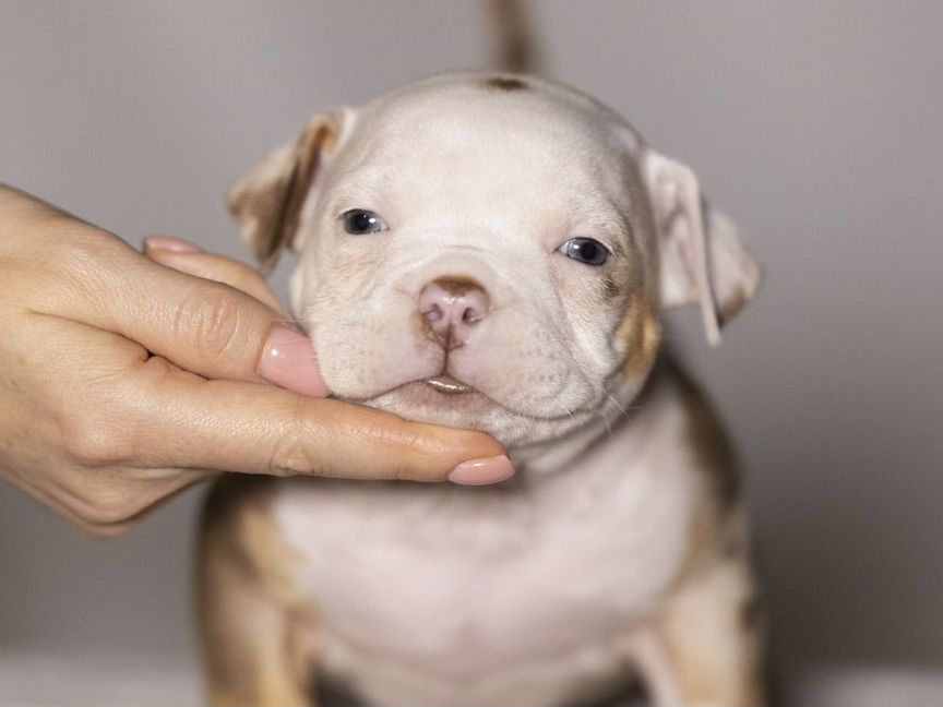 Американский булли покет