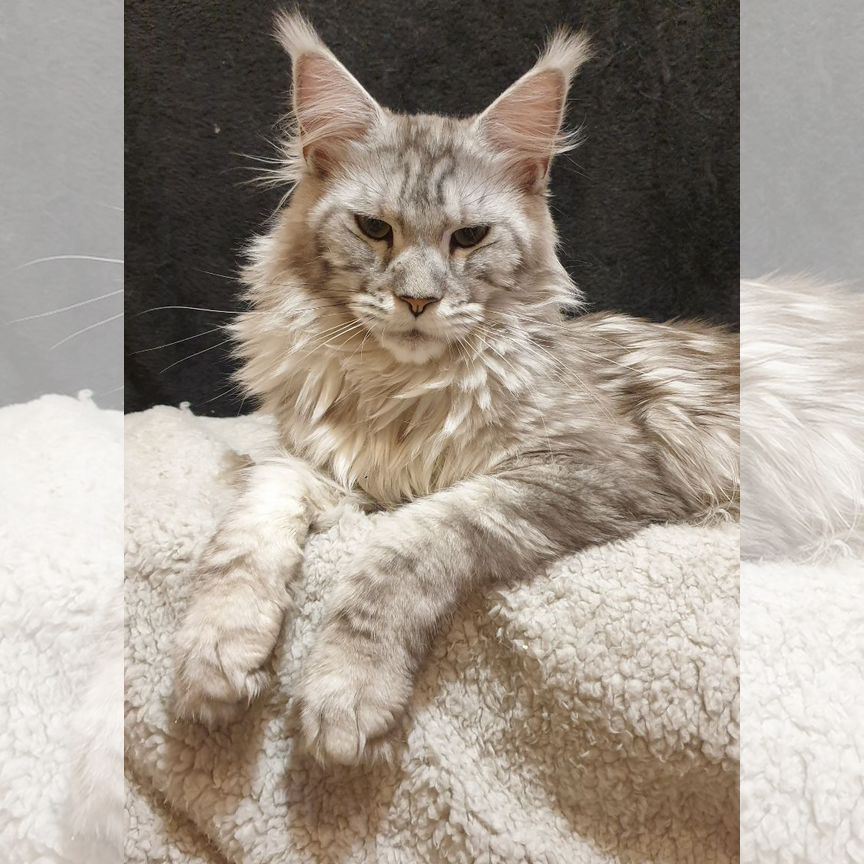 Мейн-кун котёнок