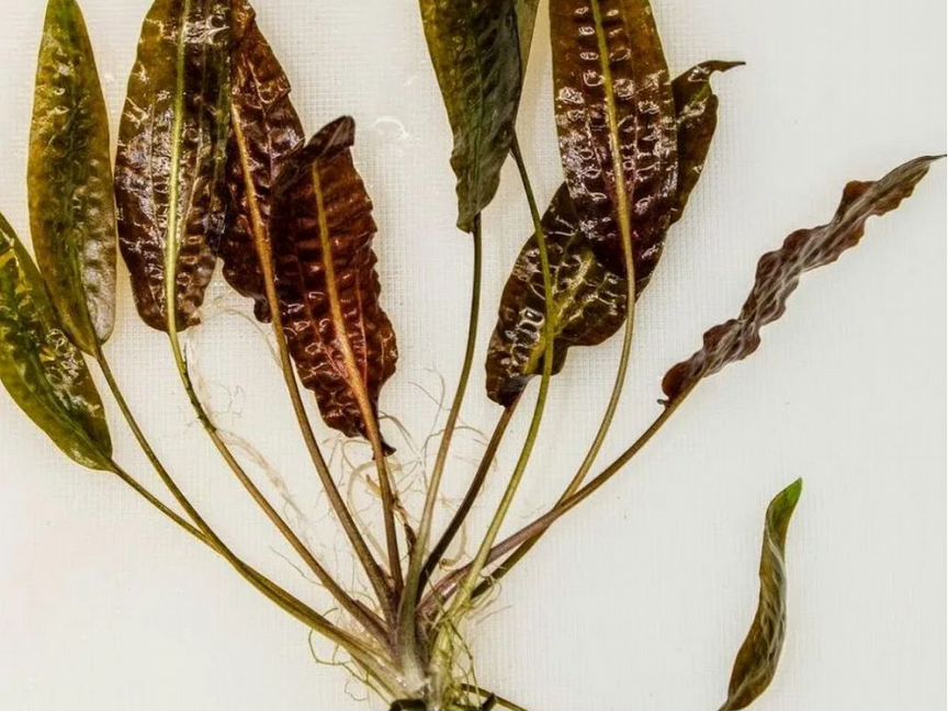 Криптокарина вендта