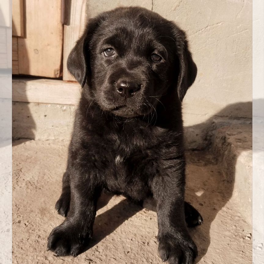 Лабрадор-ретривер, щенок