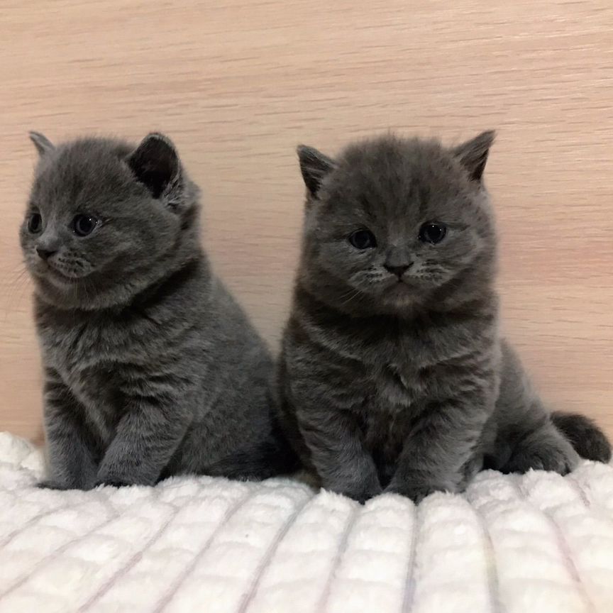 Британские котята