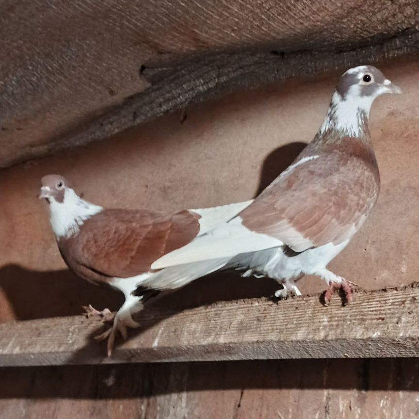 Голуби домашние, Порода(пермяки, агаран и т.п.)