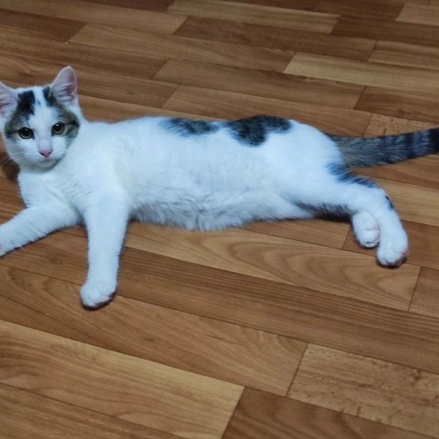 Котенок девочка в добрые руки