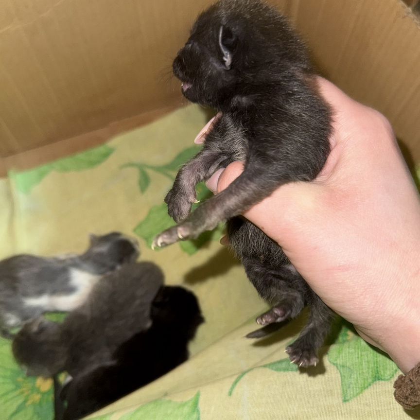 Котёнок в добрые руки