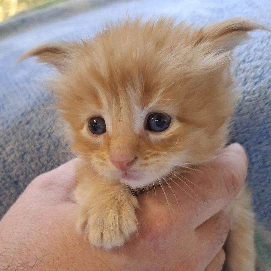 Мейн-кун котёнок