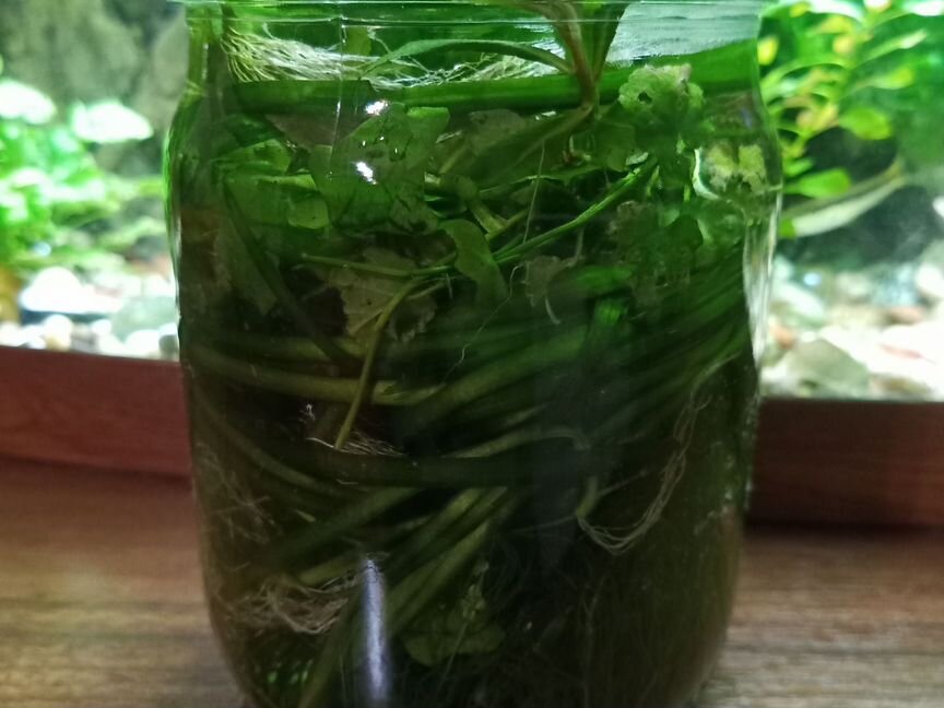 Растения для аквариума