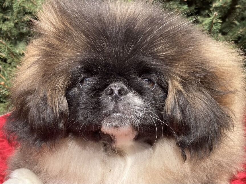 Щенки пекинеса