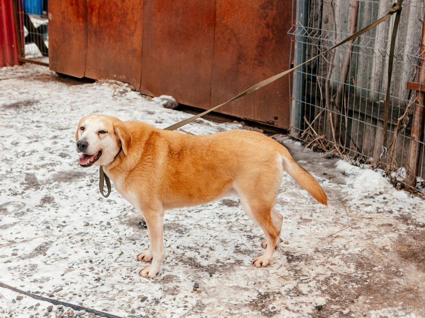 Собака стерилизованная в добрые руки