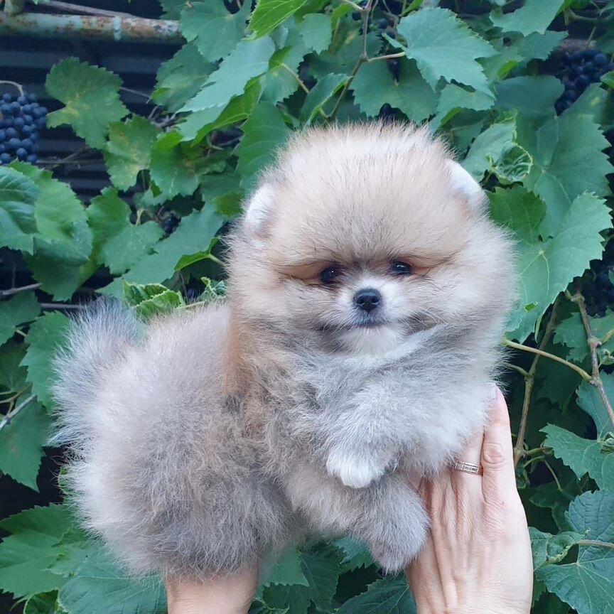 Шпиц оранж соболь