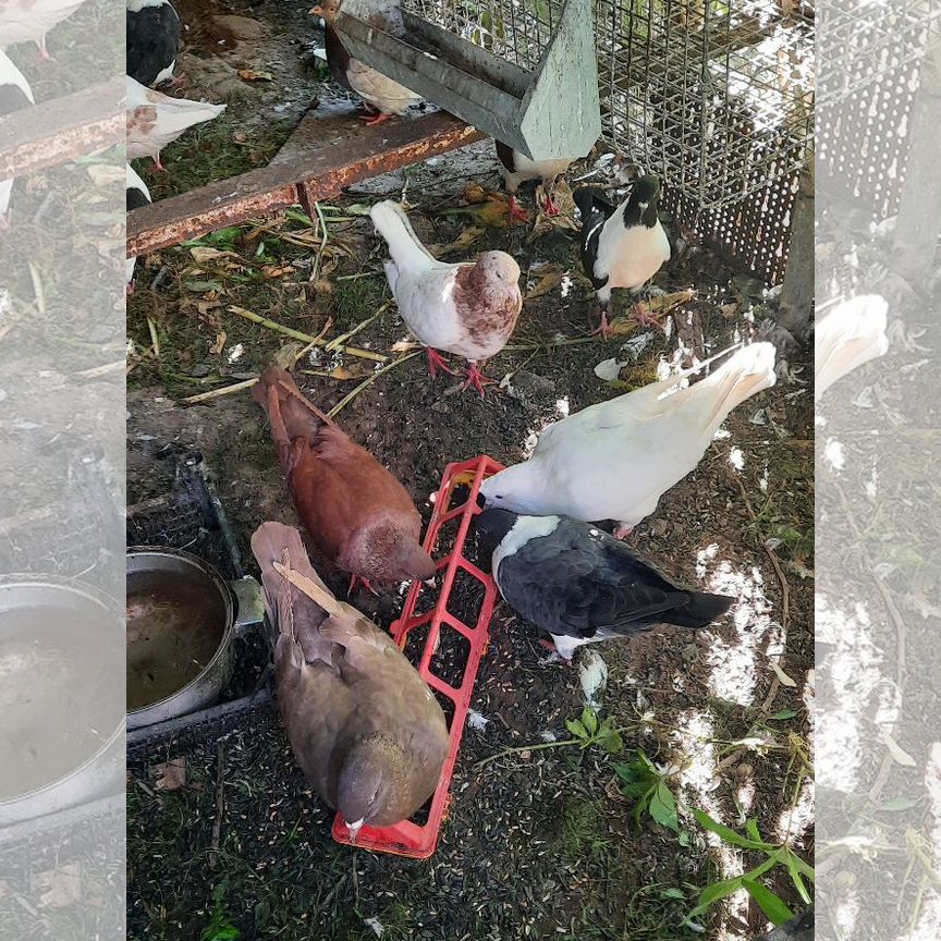 Продажа голубей мясных пород