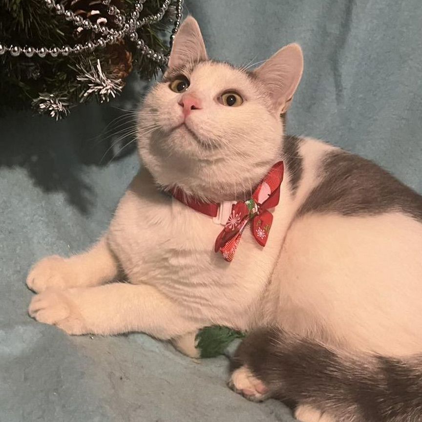 Молодой котик