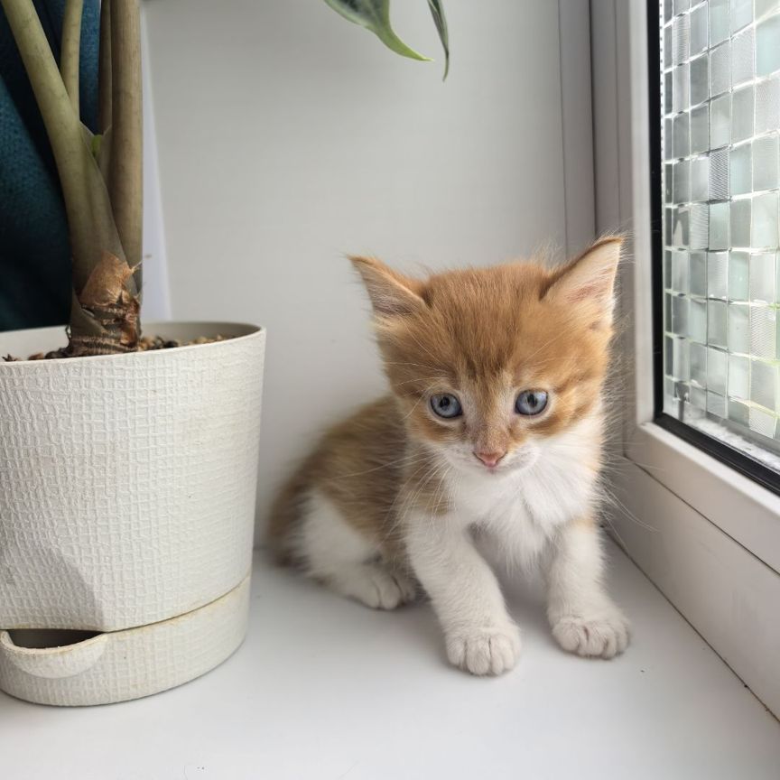 Котята