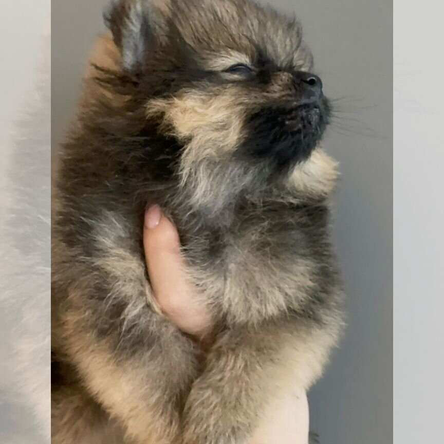 Новогодние малыши