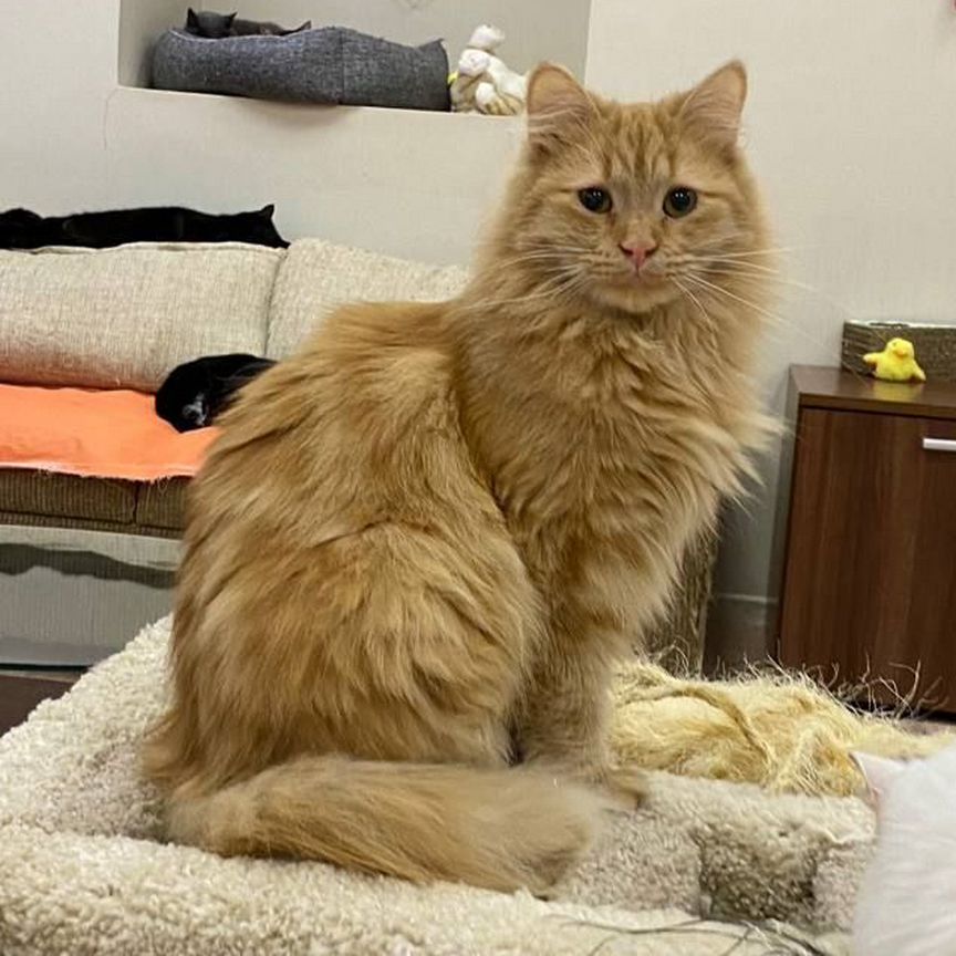 Взрослый кот в добрые руки