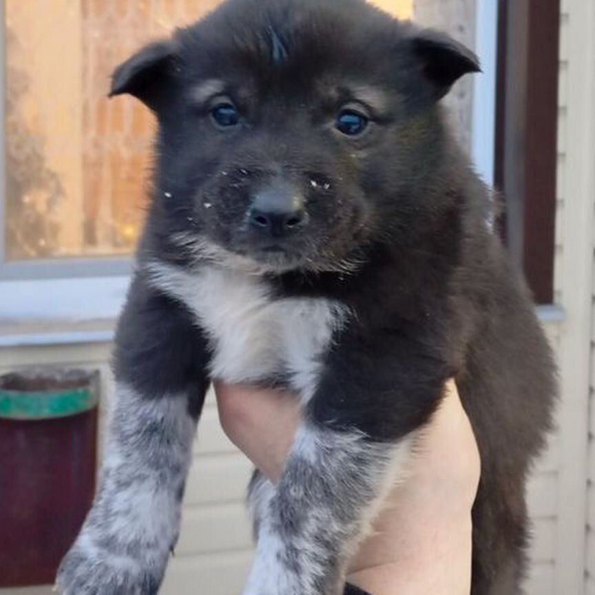 Продам щенка восточно сибирской лайки