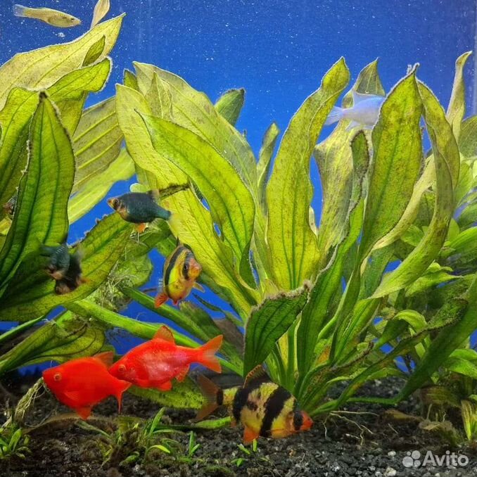 Эхинодорусы шлютера